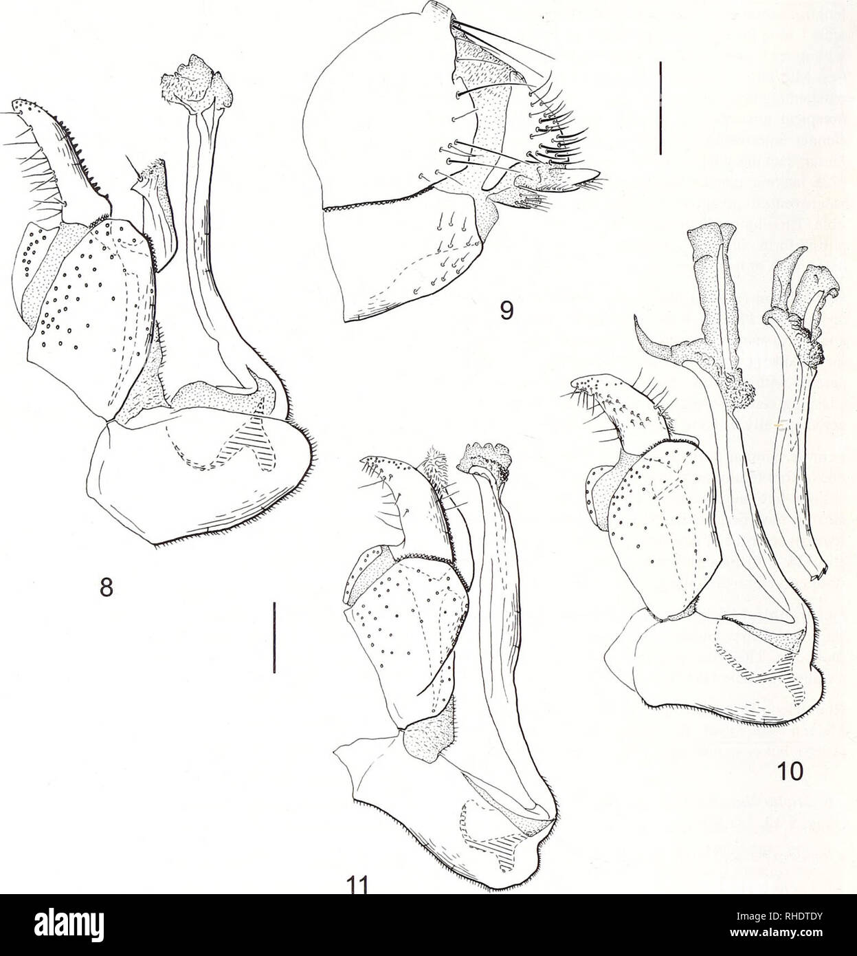 Phallus sp hi-res stock photography and images - Alamy
