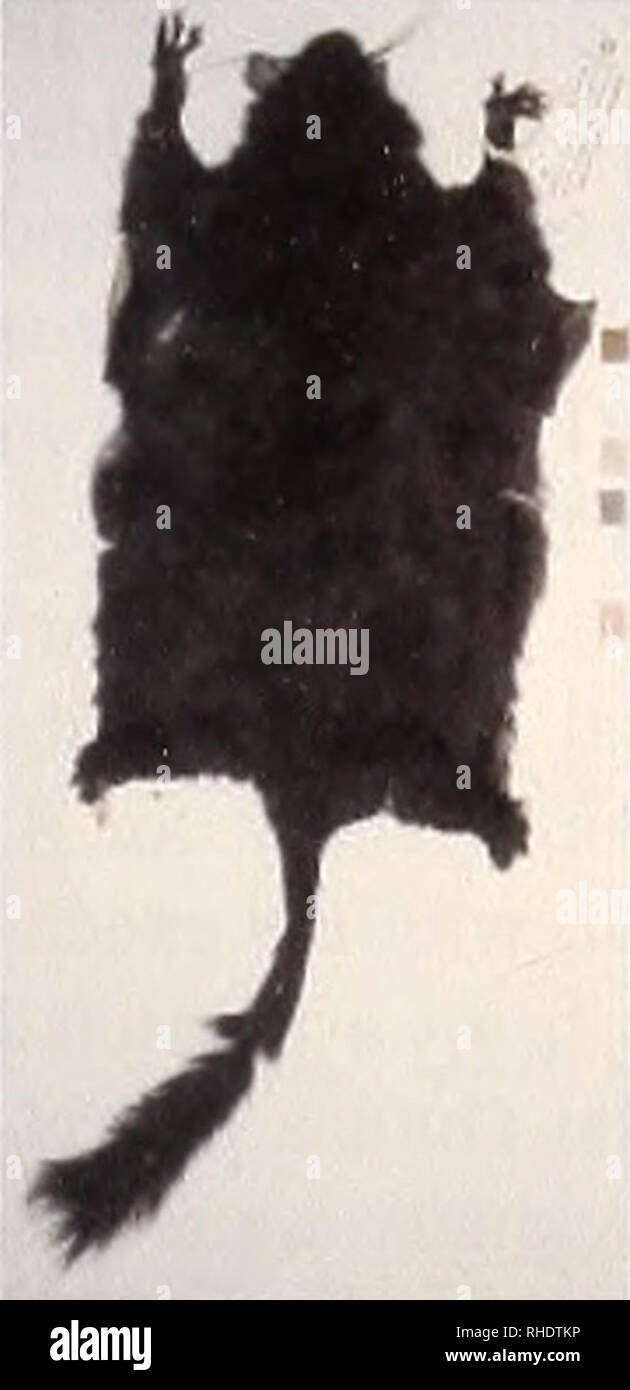 Anomalurus derbianus hi-res stock photography and images - Alamy