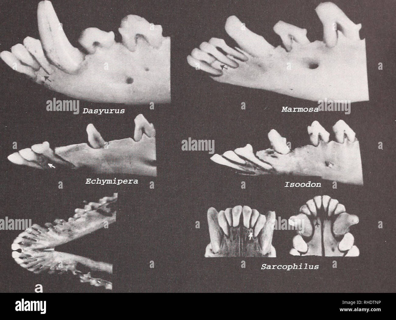 Echymipera hi-res stock photography and images - Alamy