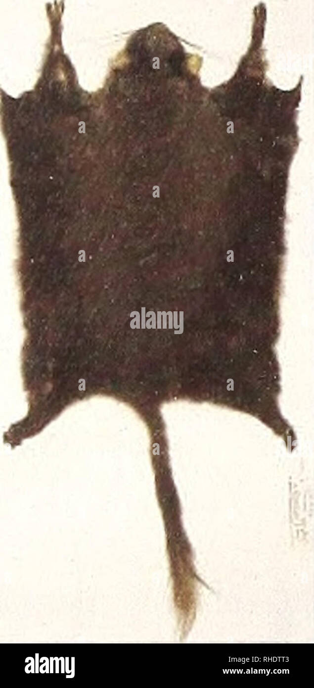 Anomalurus derbianus hi-res stock photography and images - Alamy