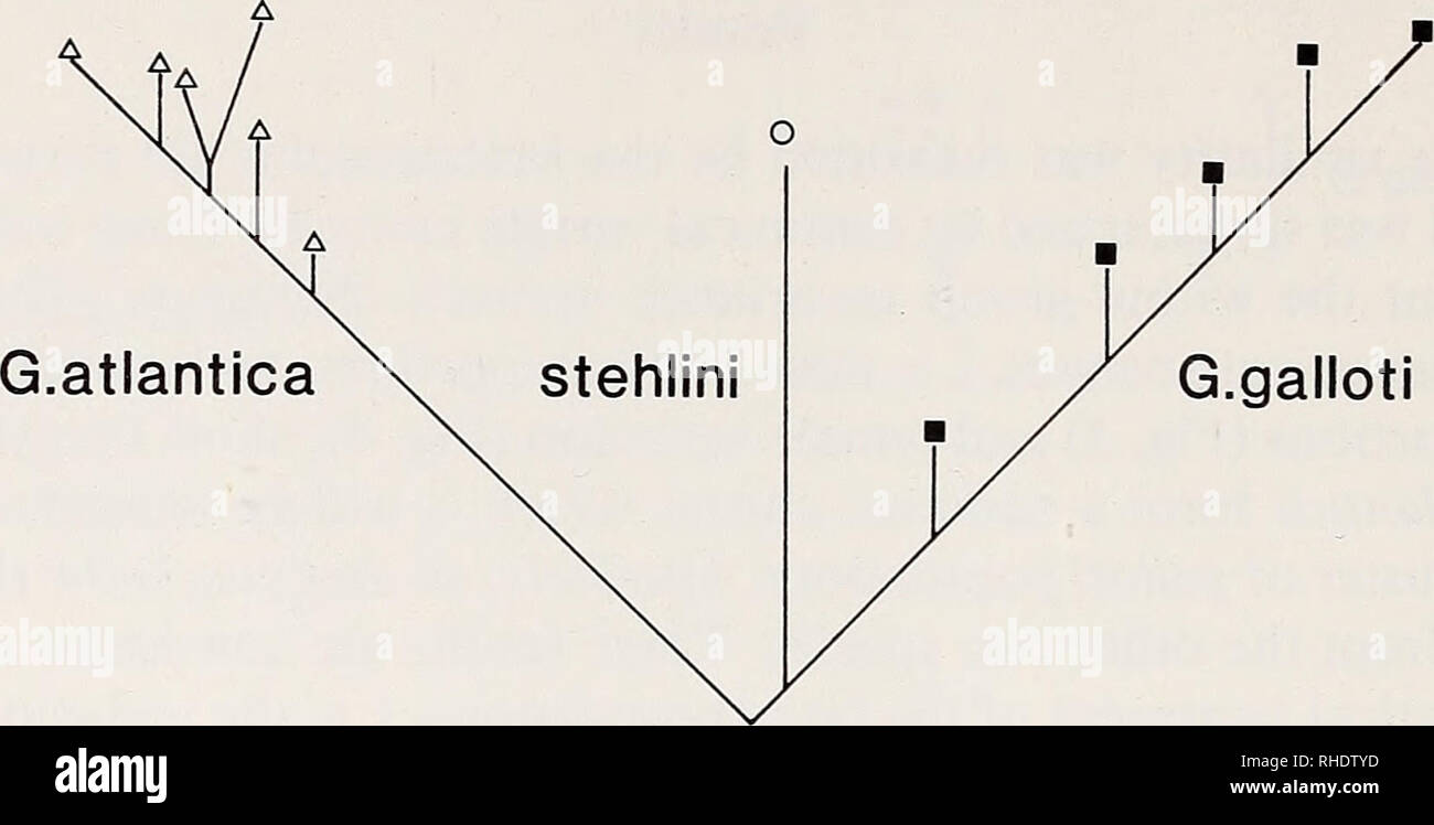 Cladogram hi-res stock photography and images - Alamy