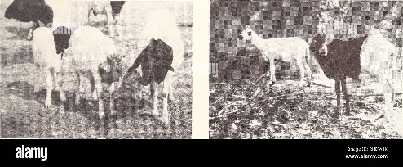 Piebald goats hi-res stock photography and images - Alamy