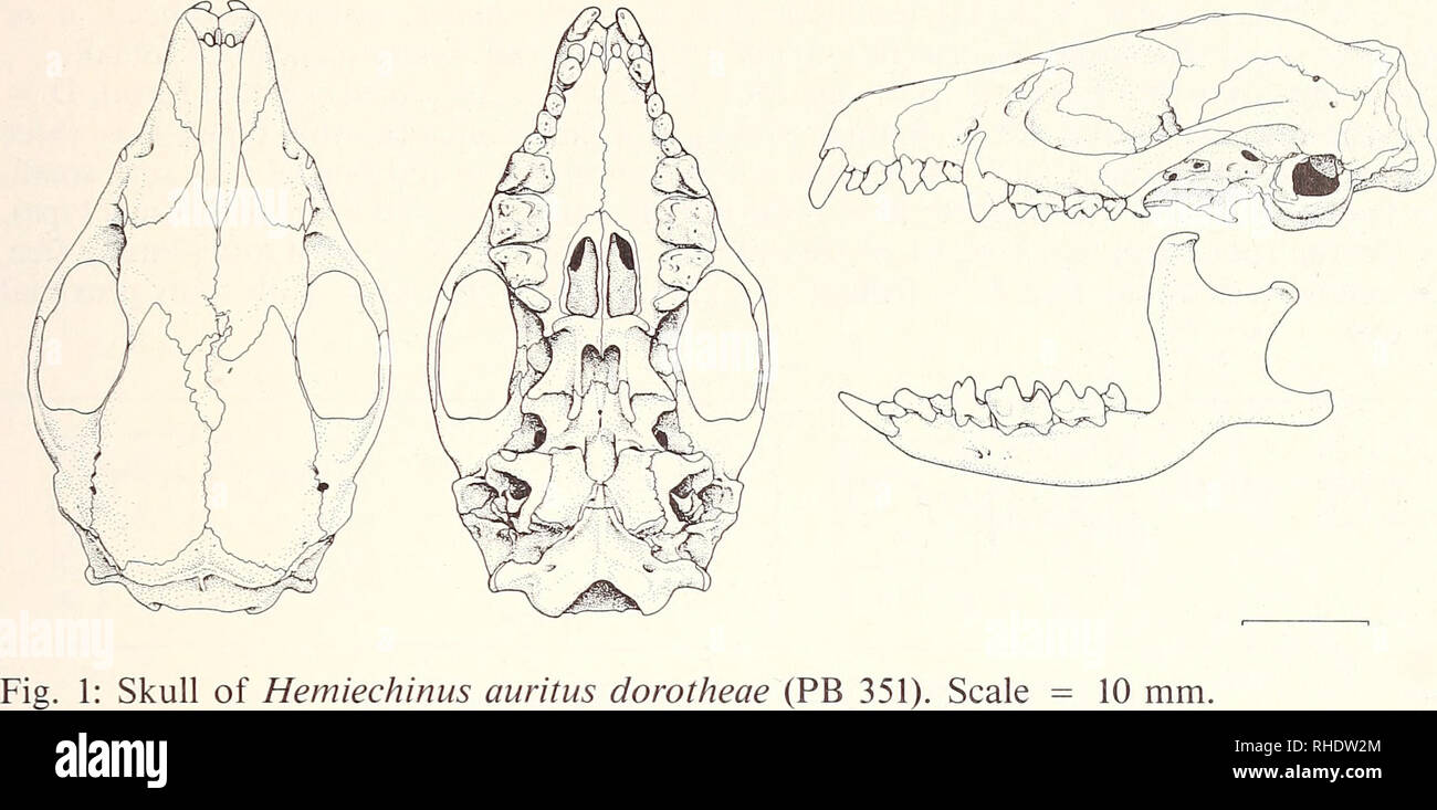 Cyprus hedgehog hi-res stock photography and images - Alamy