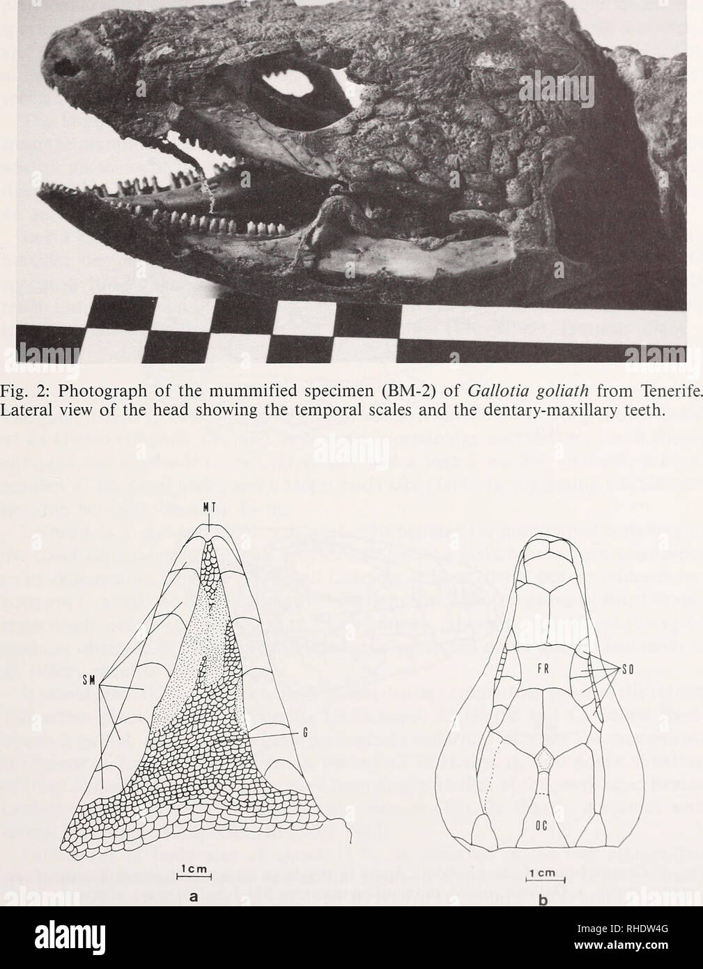 Supraocular scale hi-res stock photography and images - Alamy