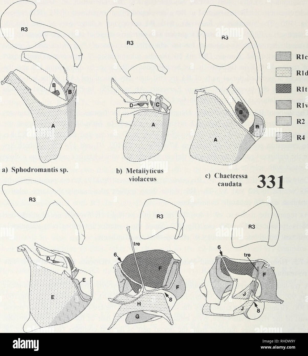 . Bonner zoologische Monographien. Zoology. 248. d) Mantüida schraderi ...