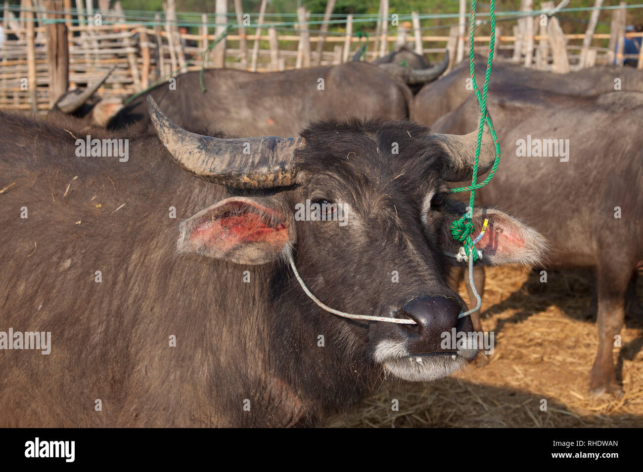 Chiang mai water buffalo hi-res stock photography and images - Alamy