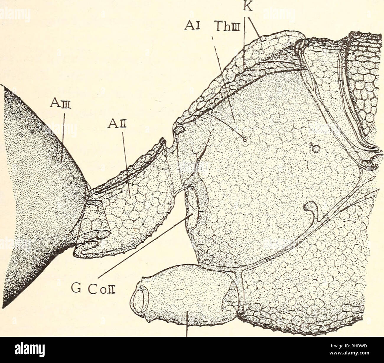 Käfer und insekt hi-res stock photography and images - Alamy