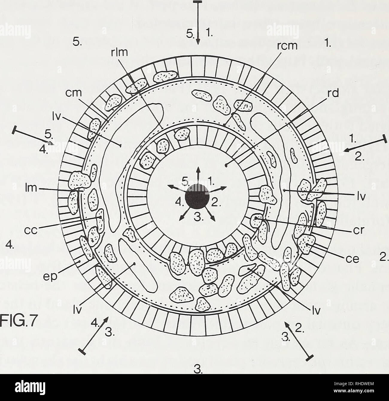 Cephalic Position High Resolution Stock Photography and Images - Alamy