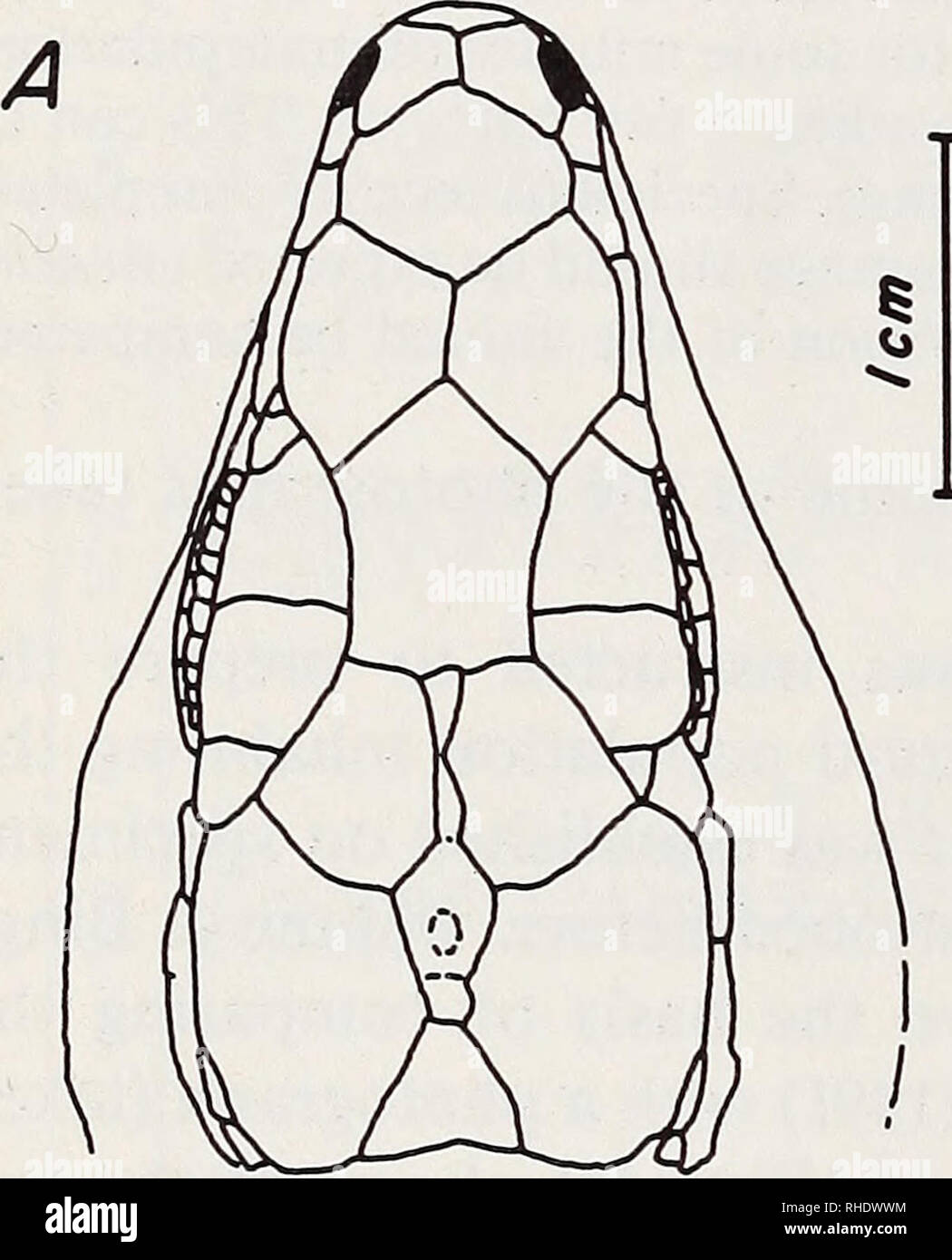 Giant head protruding hi-res stock photography and images - Alamy