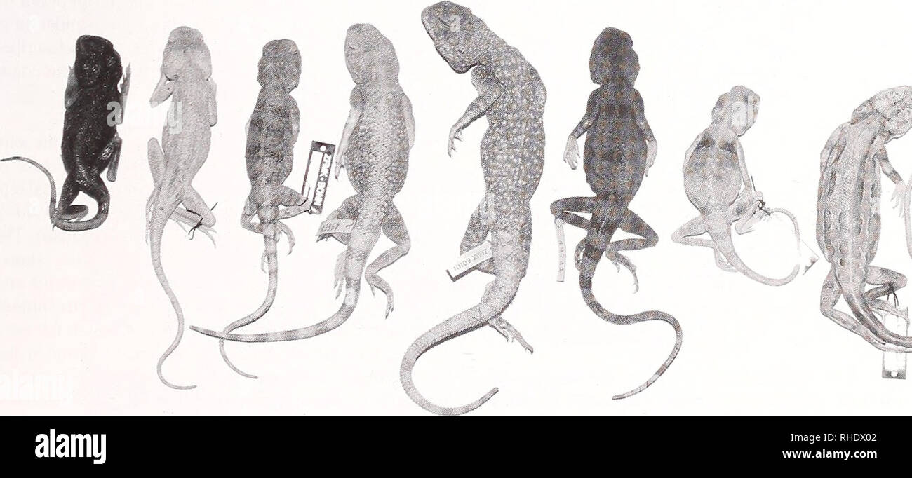 Keeled dorsal scales hi-res stock photography and images - Alamy