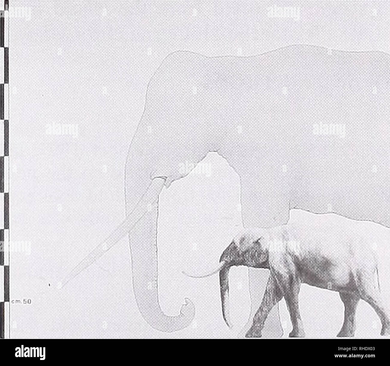 Elephas falconeri hi-res stock photography and images - Alamy