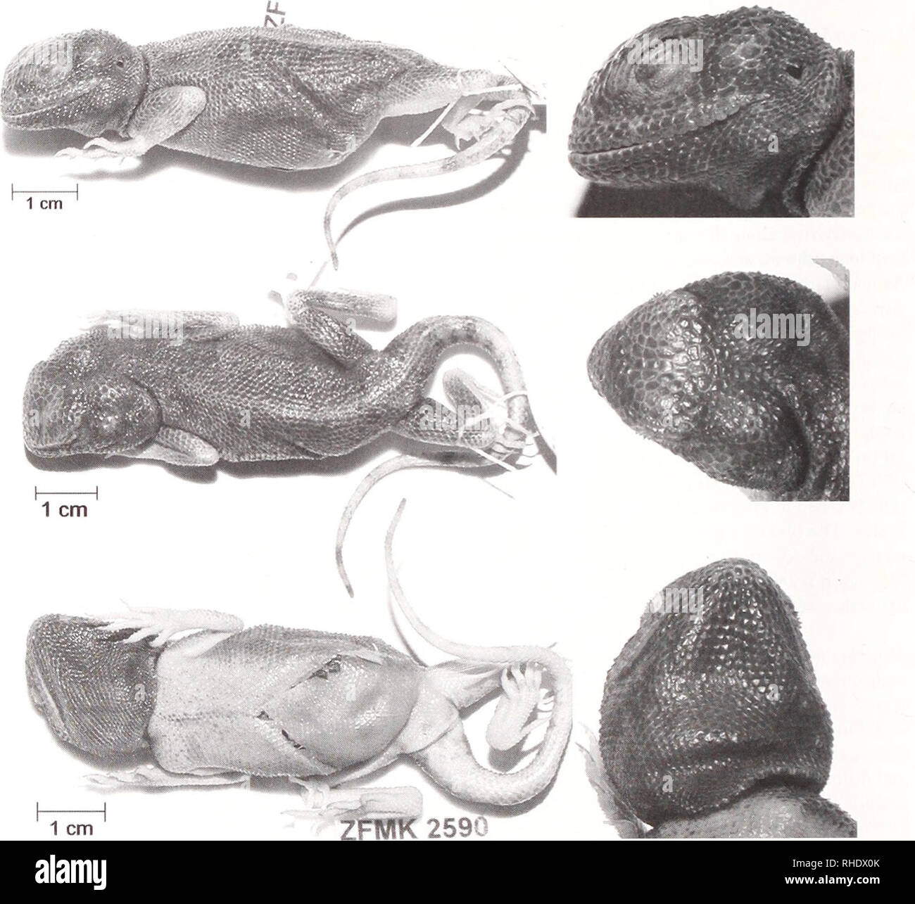 . Bonner zoologische Beiträge : Herausgeber: Zoologisches ...