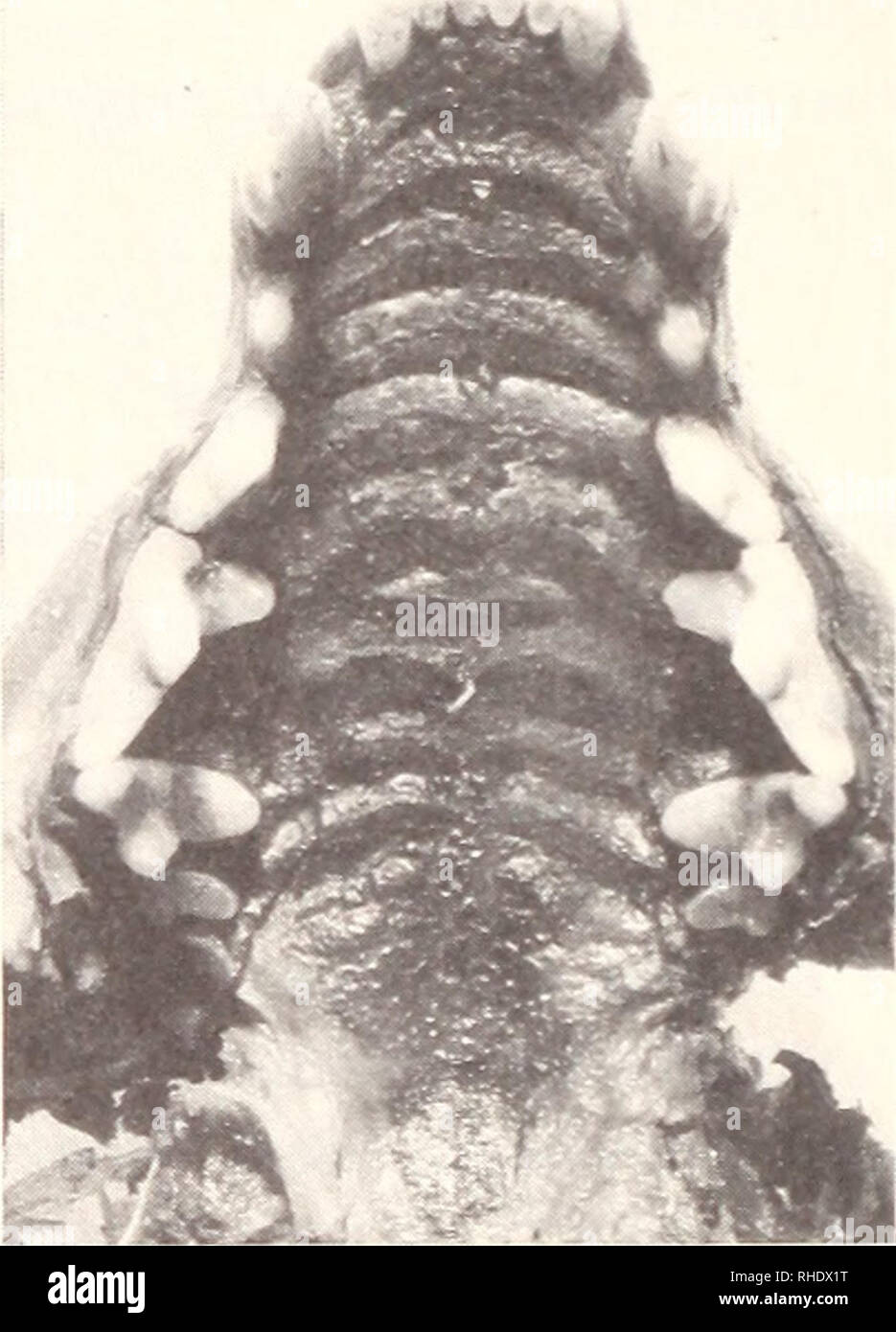 Eupleres goudotii hi-res stock photography and images - Alamy