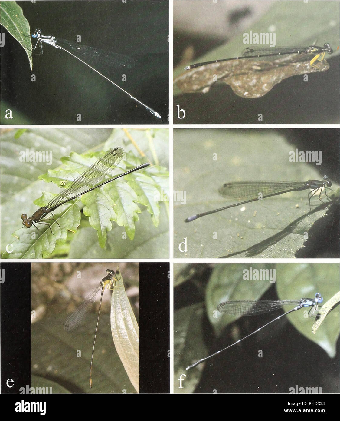 Morobe province hi-res stock photography and images - Alamy