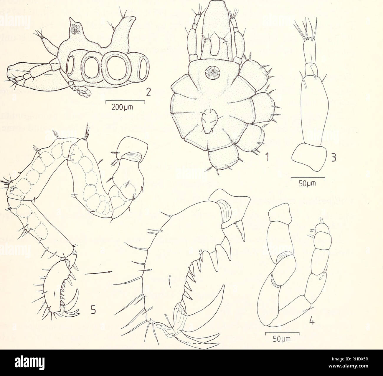 Seta simple hi-res stock photography and images - Alamy