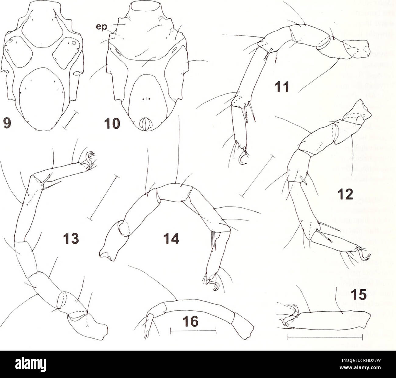 Fossa claws hi-res stock photography and images - Alamy