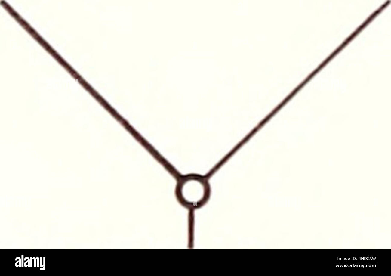 Diploglossa hi-res stock photography and images - Alamy