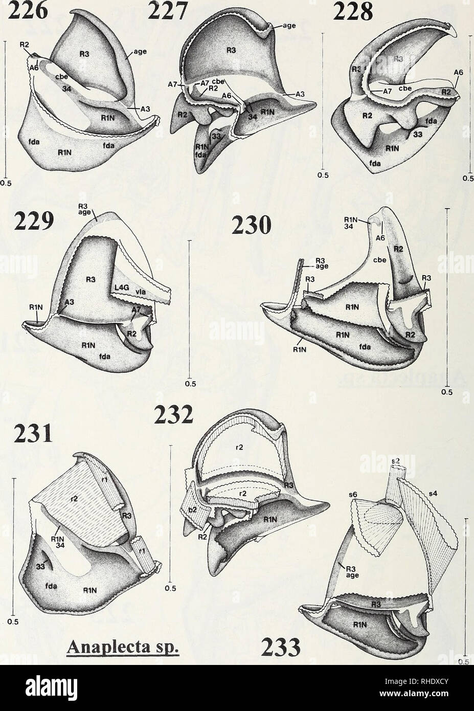 . Bonner zoologische Monographien. Zoology. 132. Figs.226-233 ...