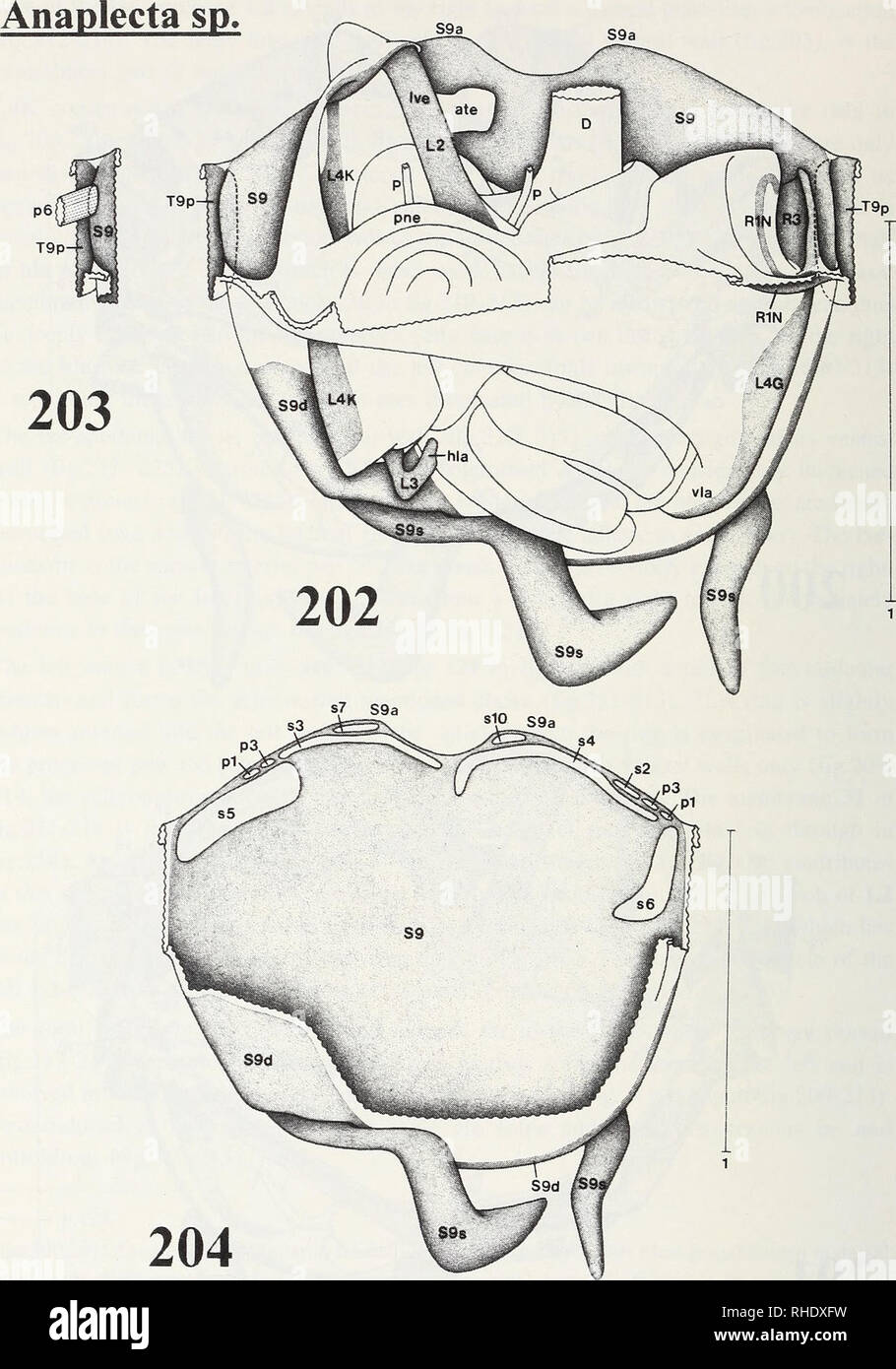 Anaplecta hi-res stock photography and images - Alamy