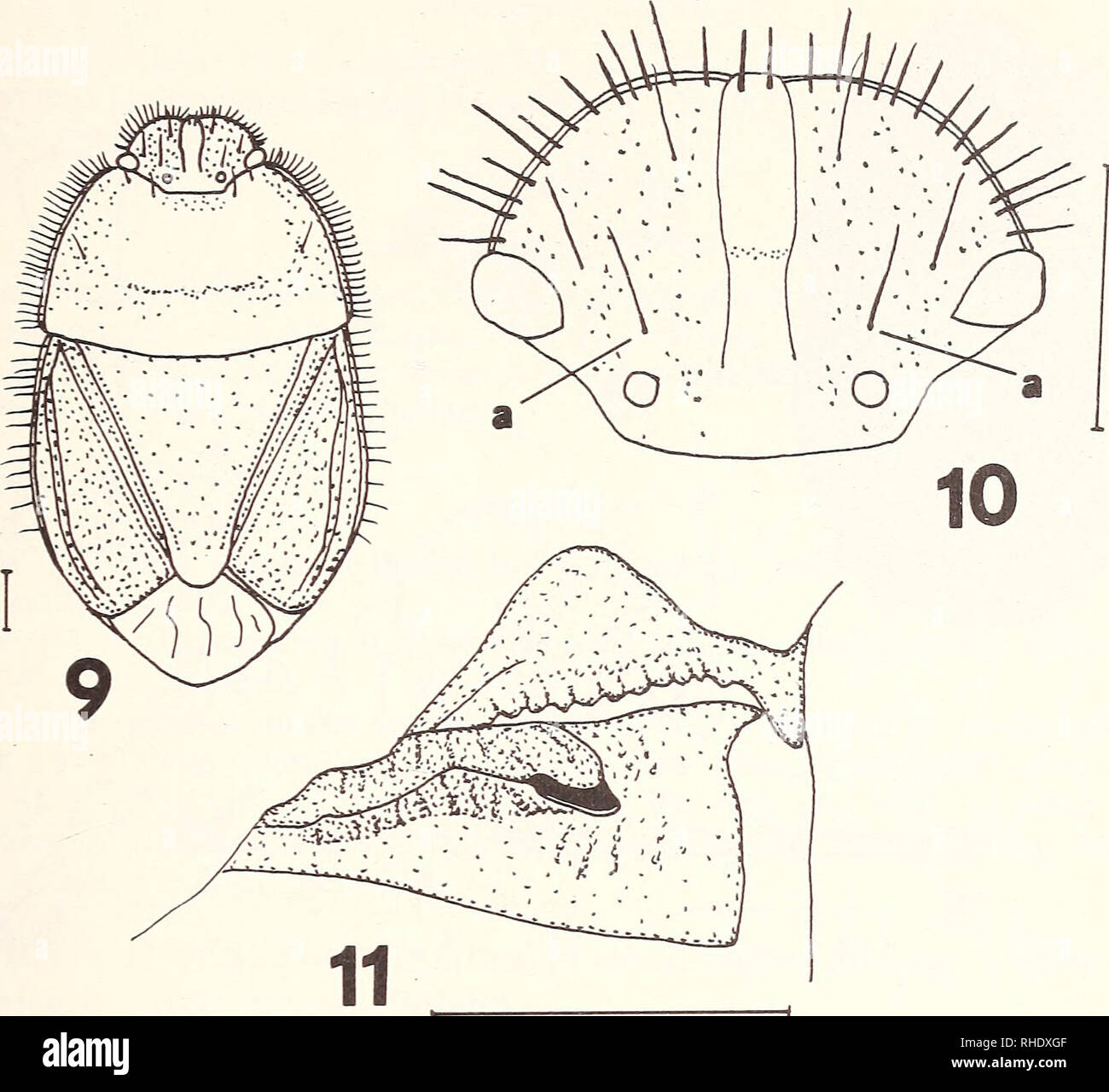 Koenig pair head hi-res stock photography and images - Alamy