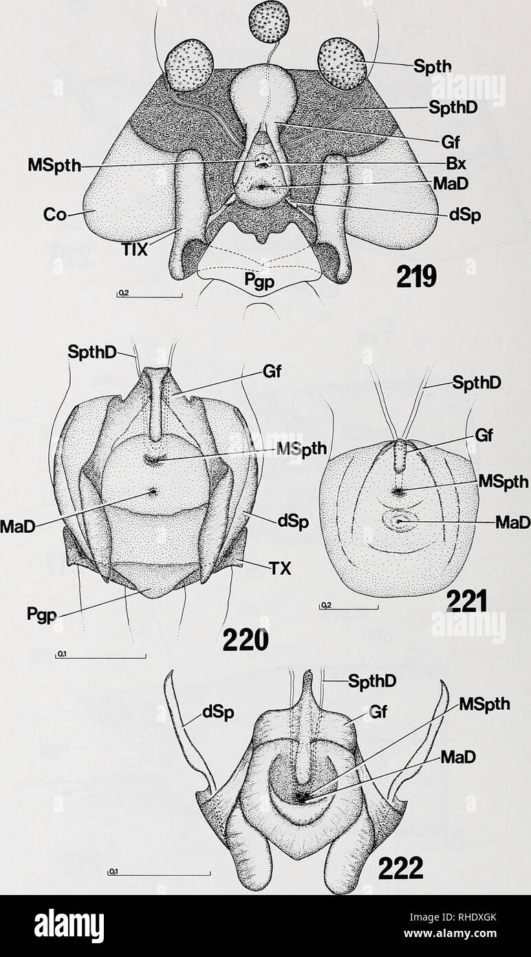 Diadocidiidae hi-res stock photography and images - Alamy