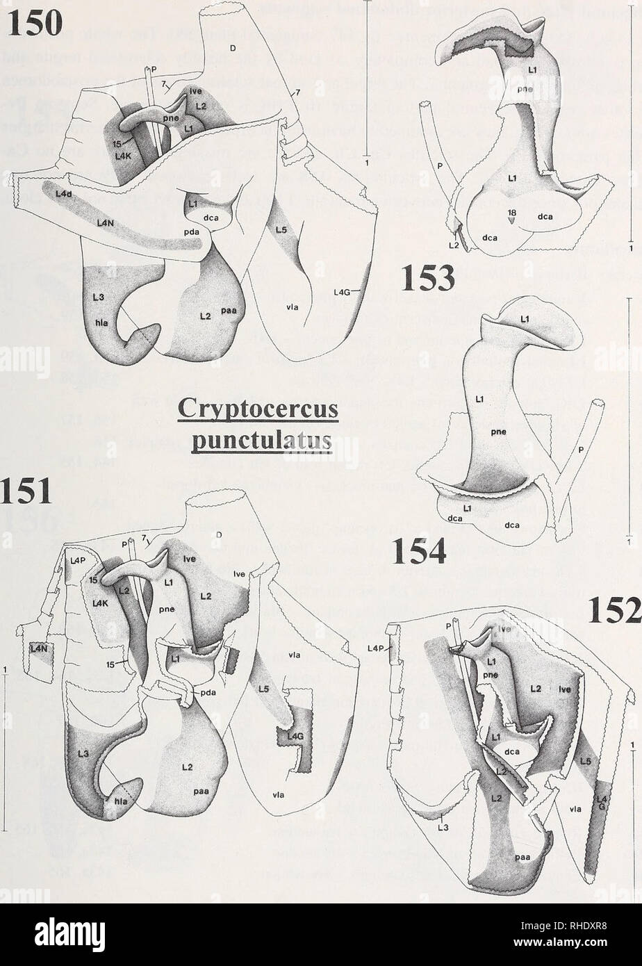 Cryptocercidae hi-res stock photography and images - Alamy