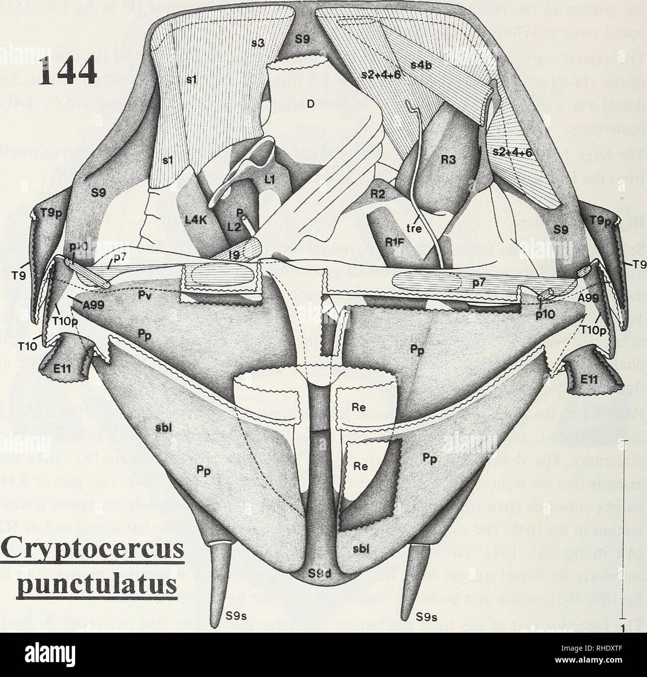 Cryptocercidae hi-res stock photography and images - Alamy
