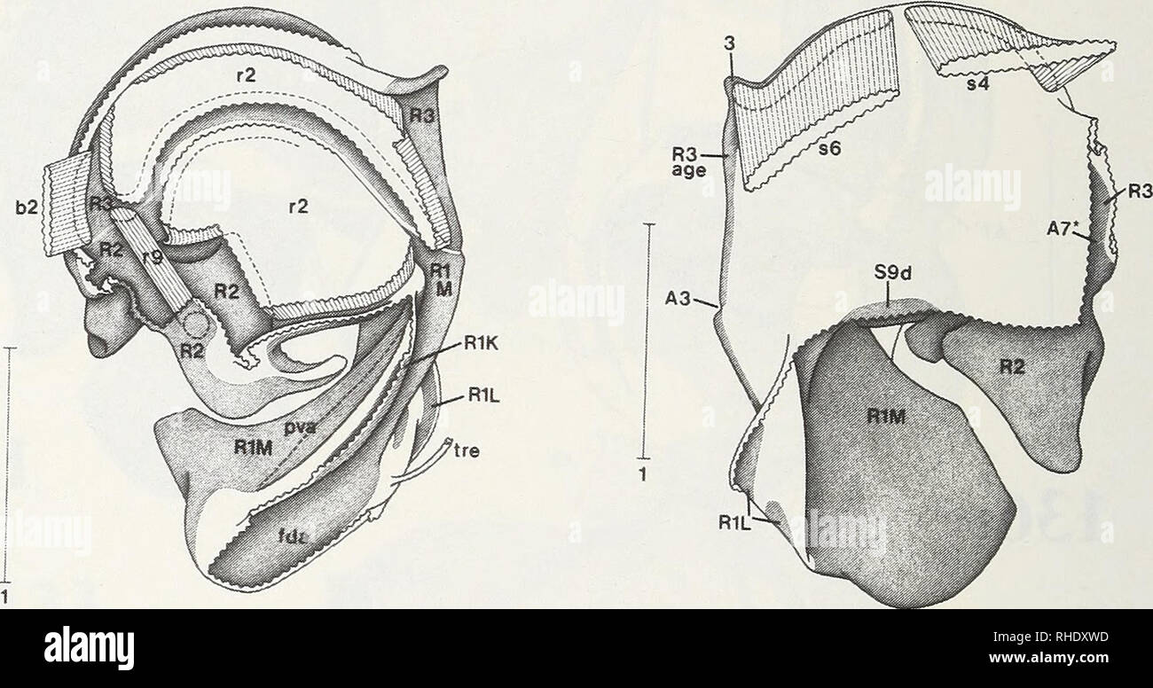 . Bonner zoologische Monographien. Zoology. 141 142 Polyphaga ...