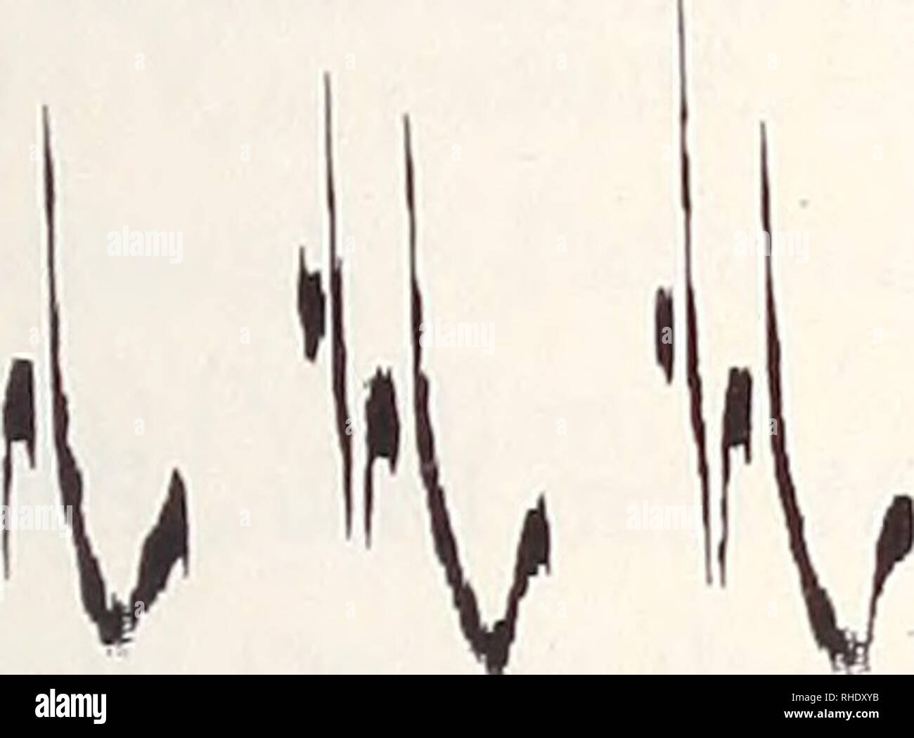 Chitawan hi-res stock photography and images - Alamy