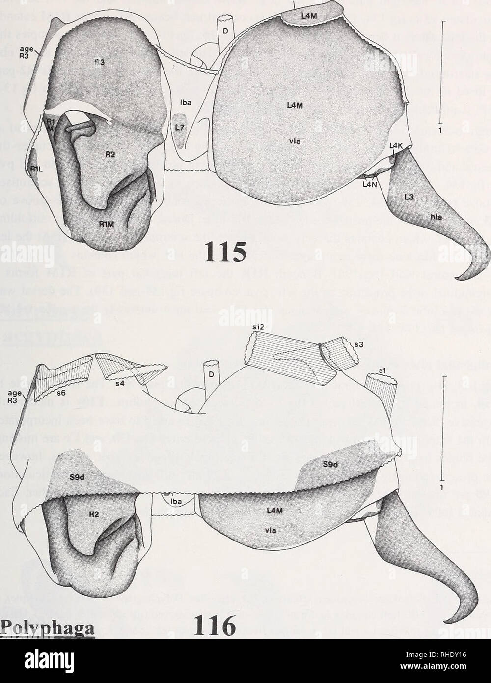 . Bonner zoologische Monographien. Zoology. 87 Bl. aegyptiaca Figs ...