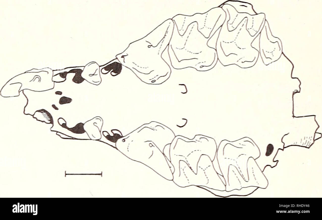 P4 bar hi-res stock photography and images - Alamy