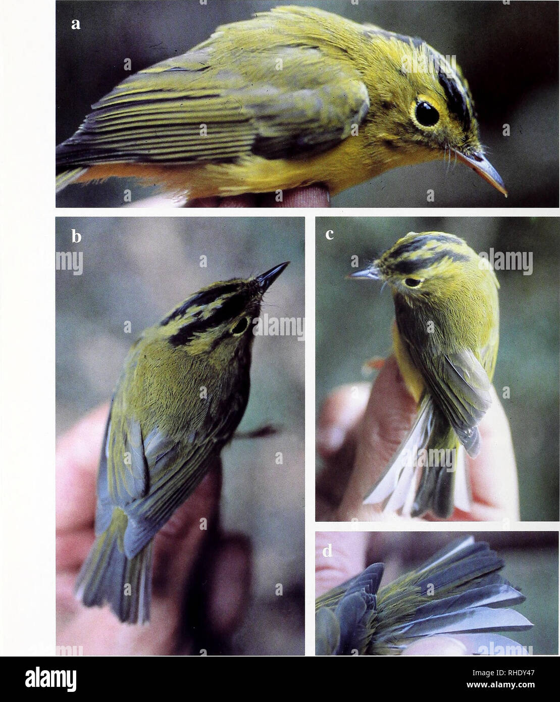 Seicercus burkii hi-res stock photography and images - Alamy