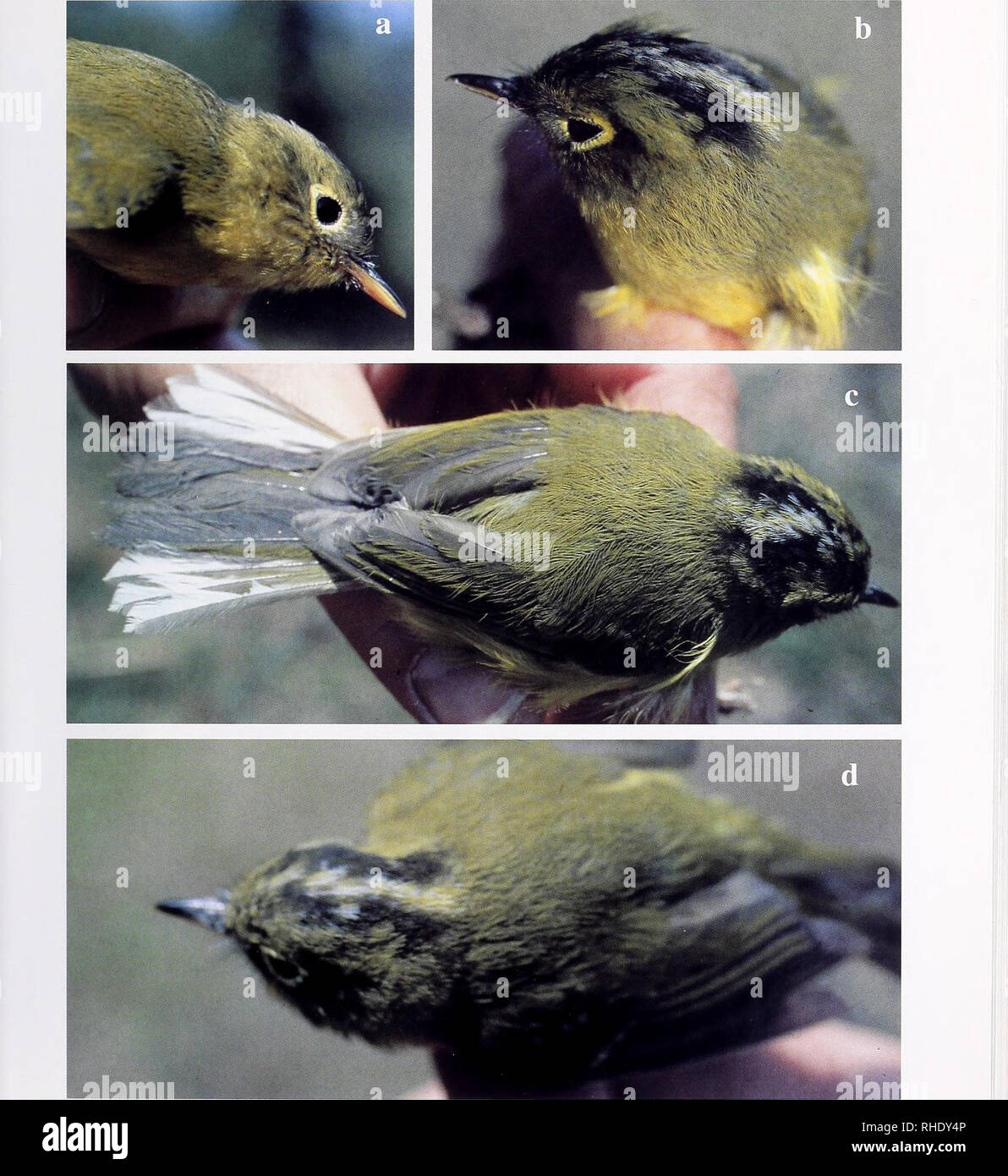 Seicercus hi-res stock photography and images - Alamy