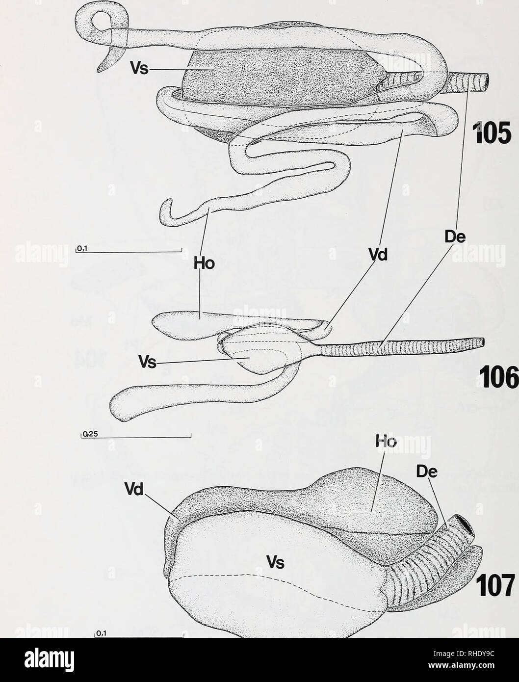 Bradysia hi-res stock photography and images - Alamy