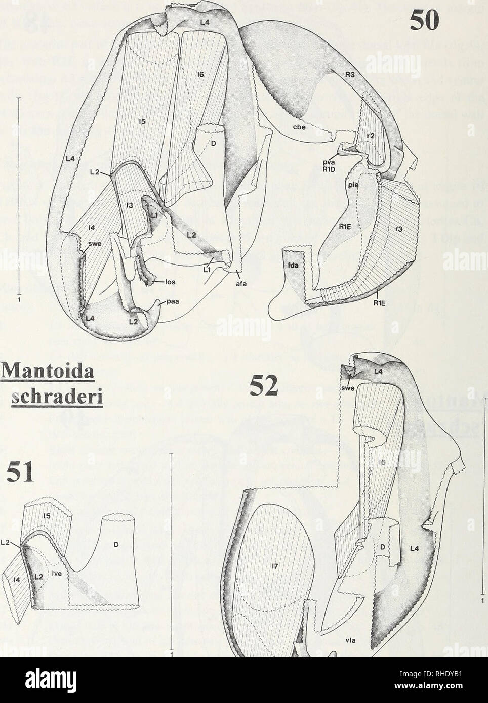 . Bonner zoologische Monographien. Zoology. 58. Figs.50-52: Mantoida ...