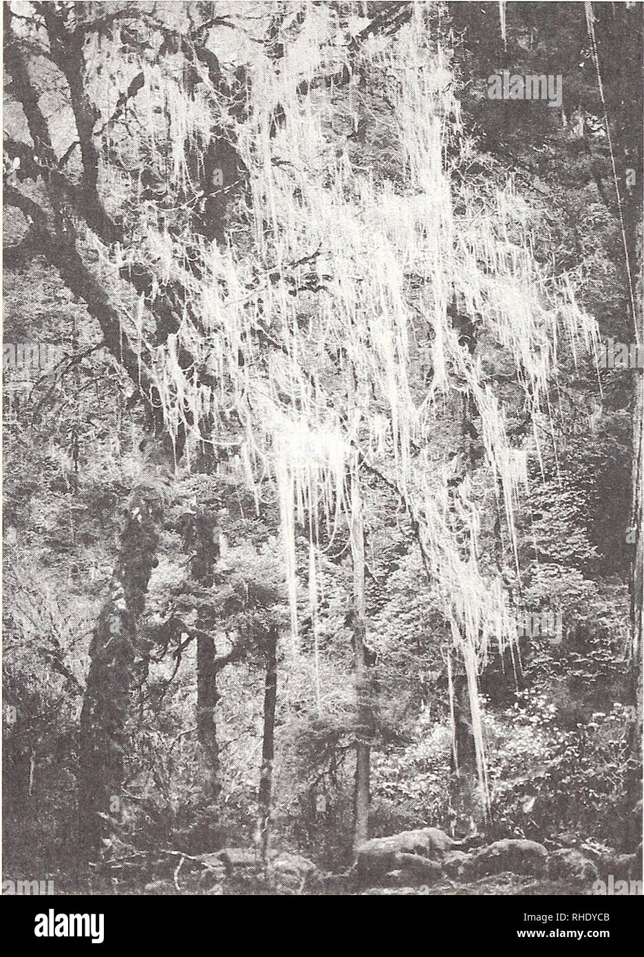 Subalpine level hi-res stock photography and images - Alamy