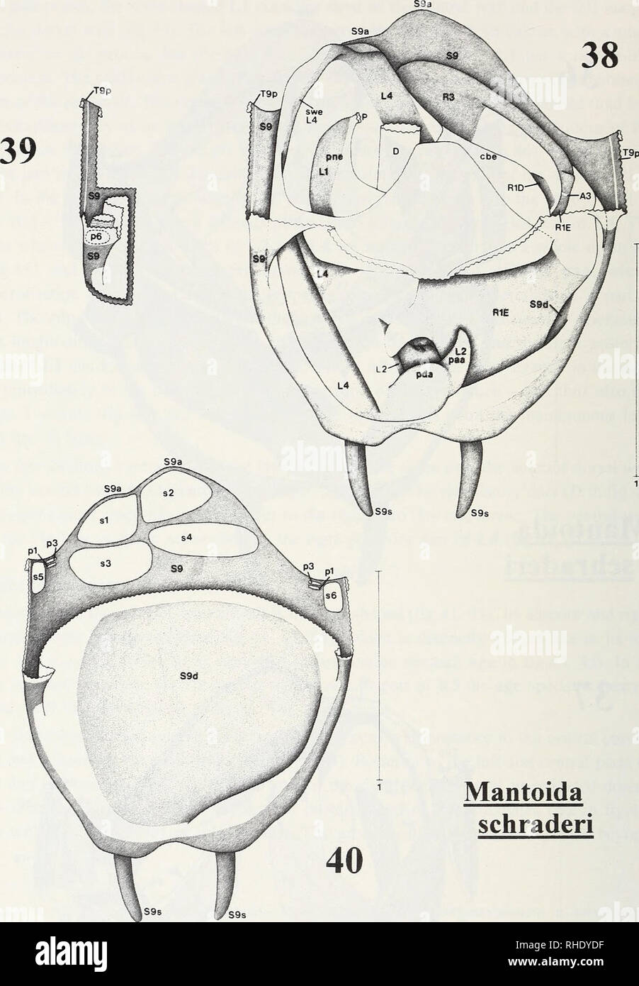 . Bonner zoologische Monographien. Zoology. 52. Figs.38-40: Mantoida ...