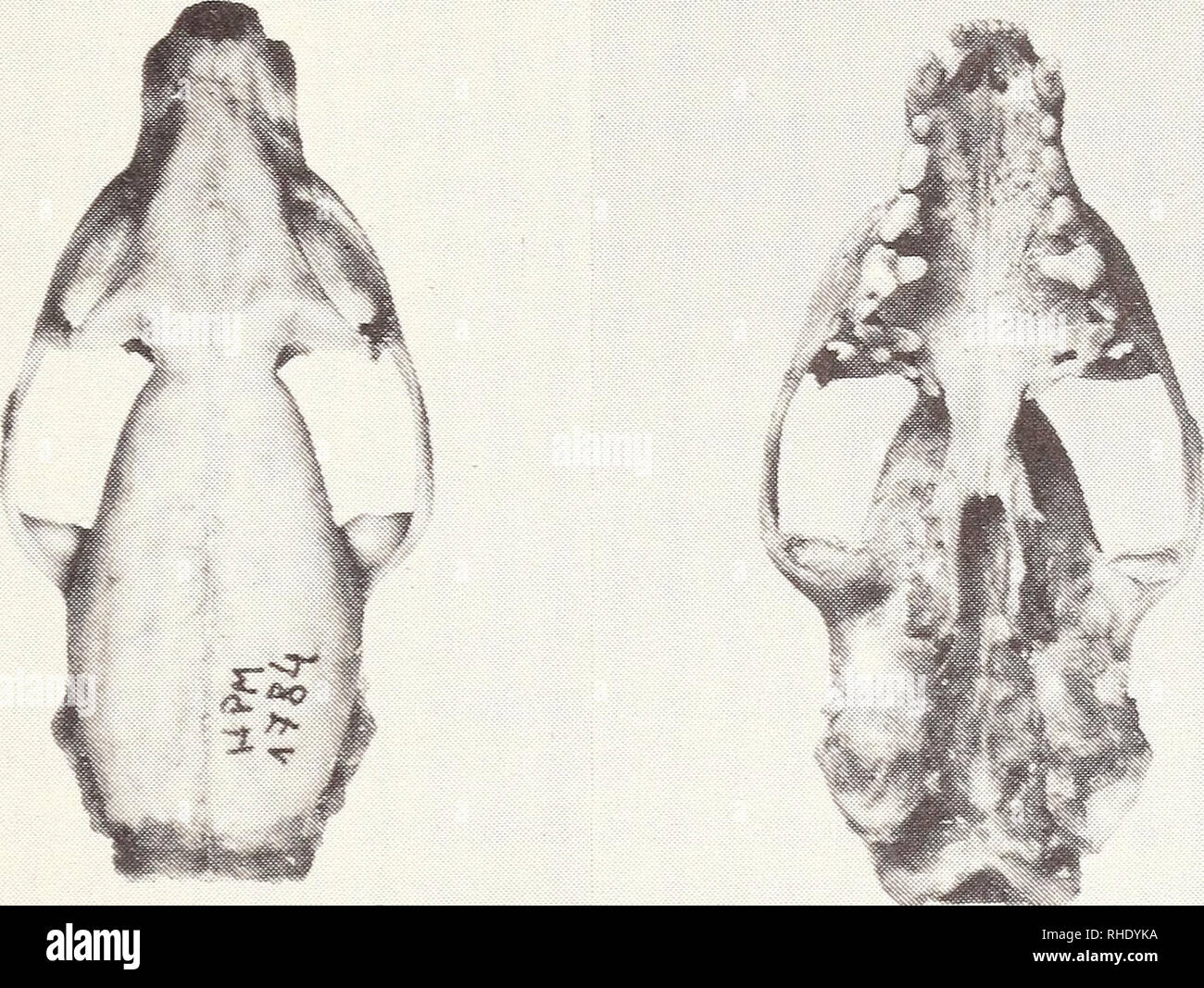 . Bonner zoologische Beiträge : Herausgeber: Zoologisches ...