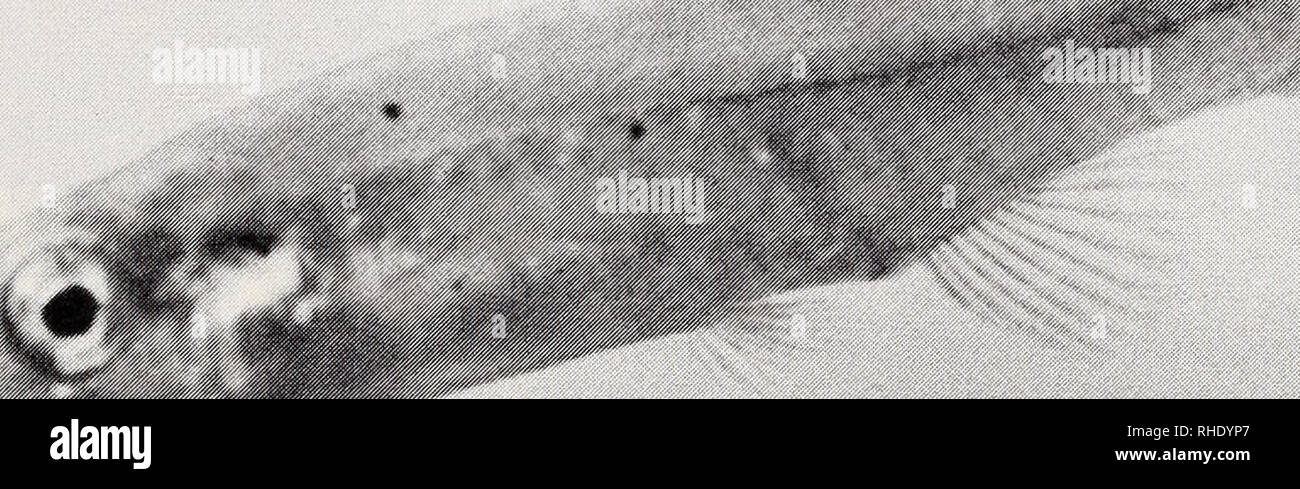 Letourneuxi hi-res stock photography and images - Alamy