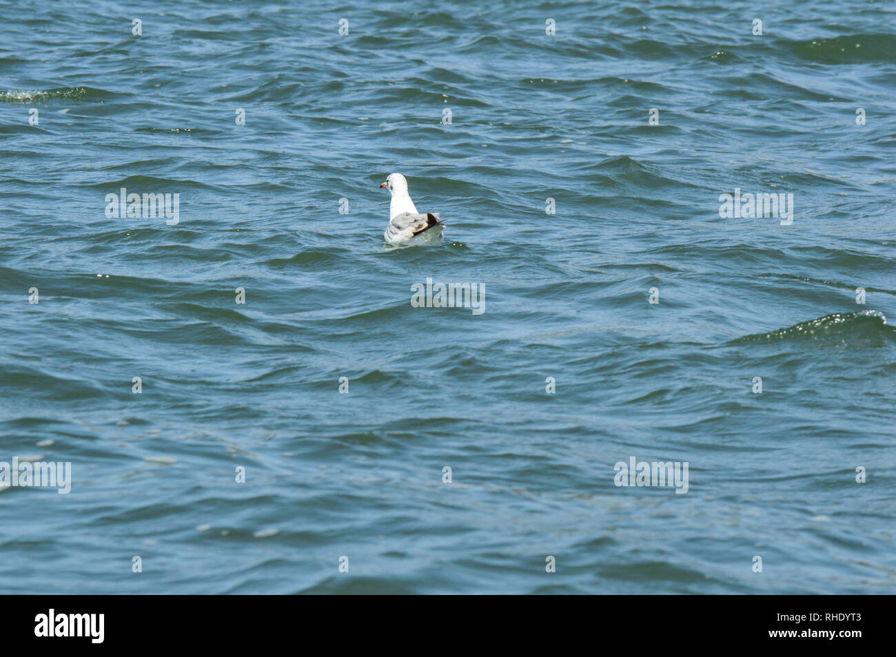 seagull floating in the water Stock Photo - Alamy