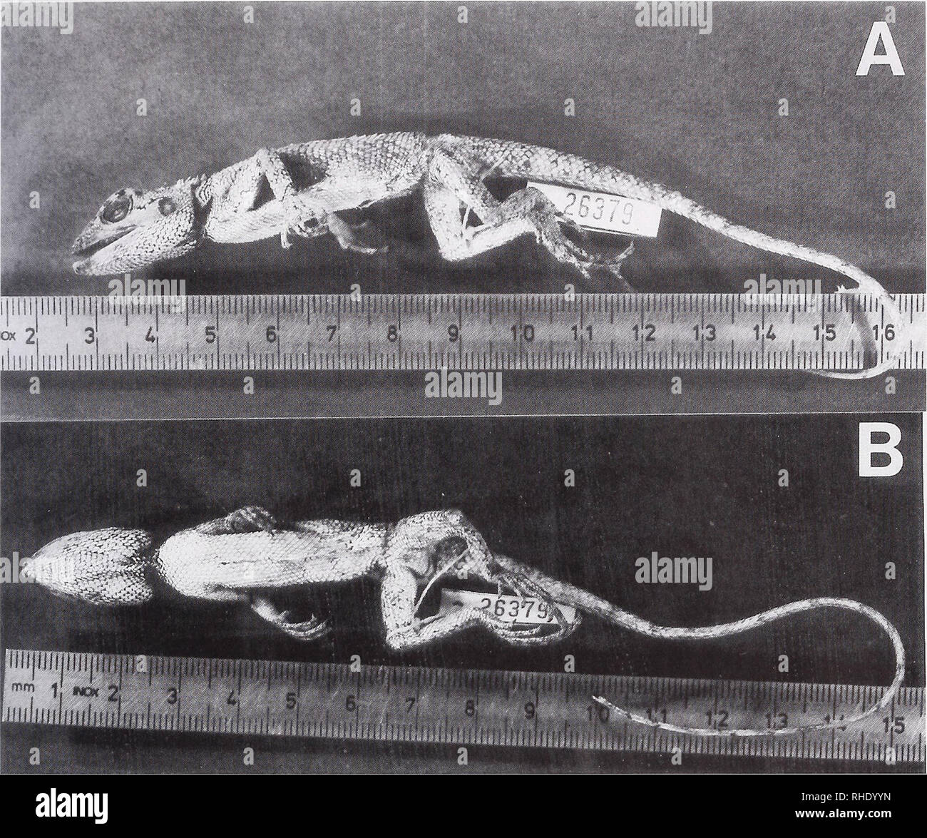 Forelegs are longer than hind legs hi-res stock photography and images ...