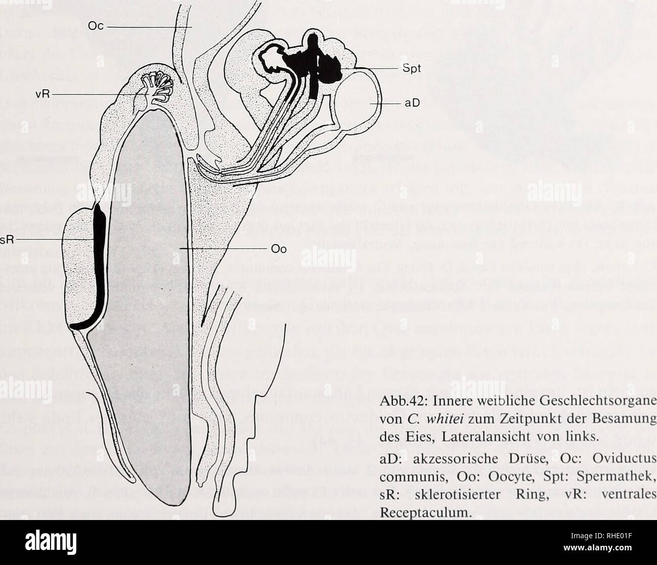 Knickstelle hi-res stock photography and images - Alamy