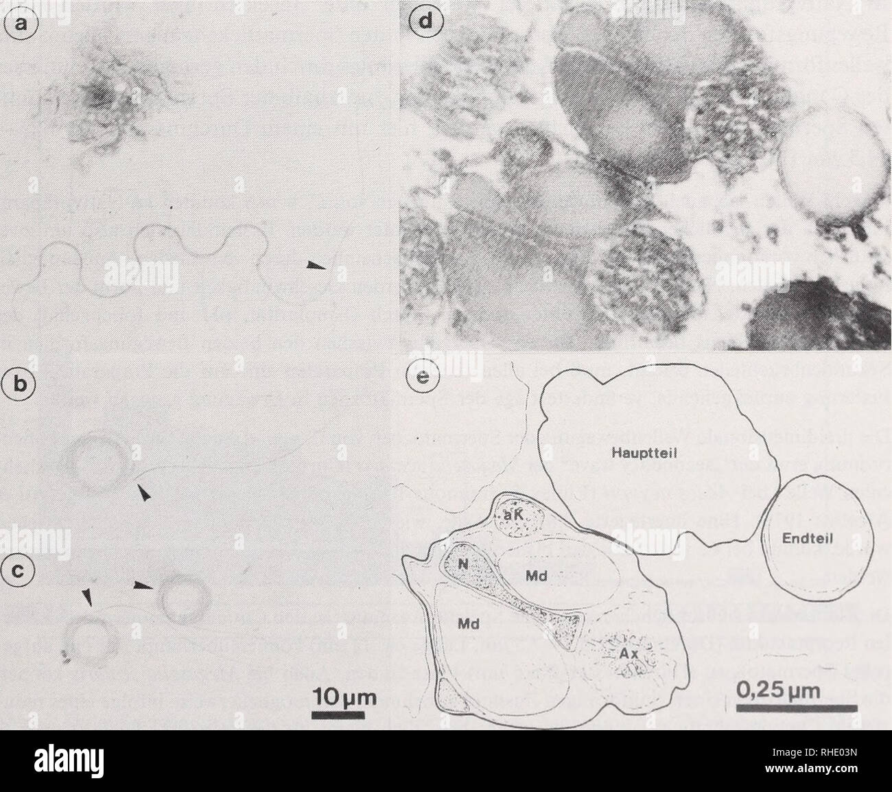 . Bonner zoologische Monographien. Zoology. 61 Der Hauptteil (Abb.33d,e ...