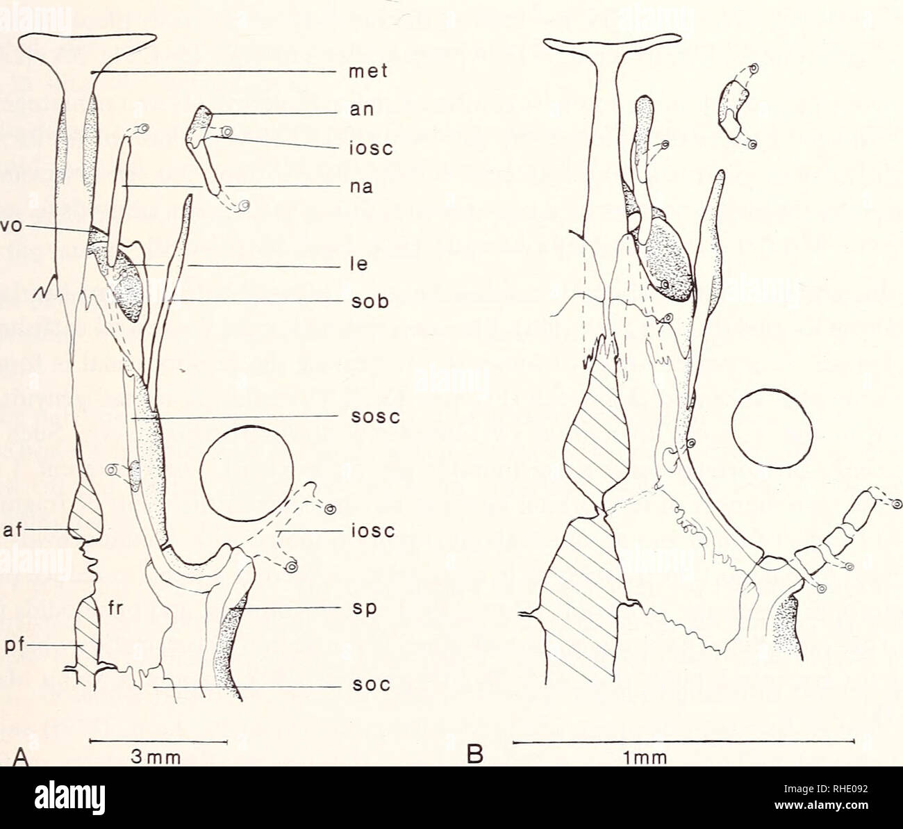 . Bonner zoologische Monographien. Zoology. 95 Table 7: Bones ...