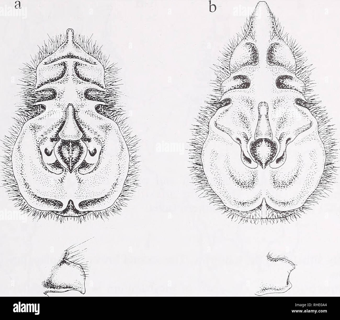 Rhinolophus rouxii hi-res stock photography and images - Alamy