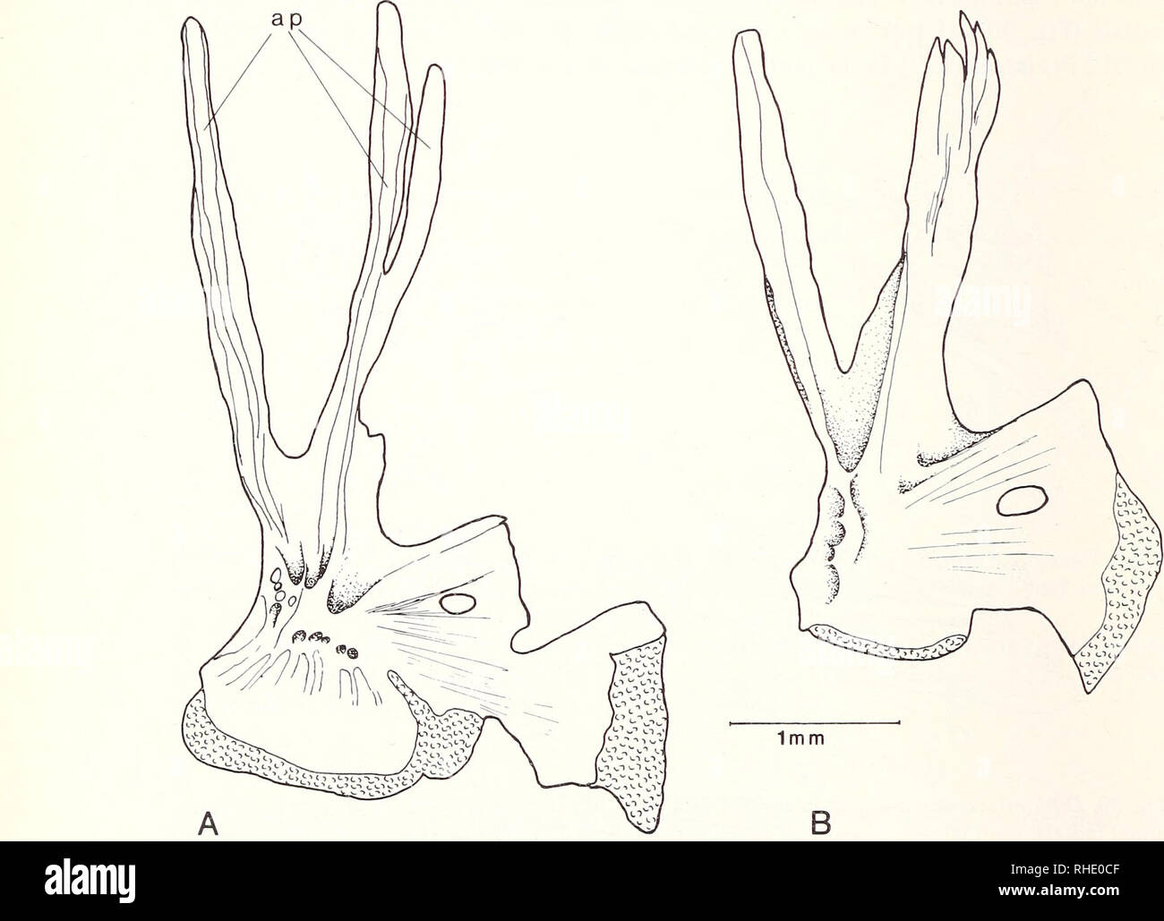 . Bonner zoologische Monographien. Zoology. 62 of the following soft ...