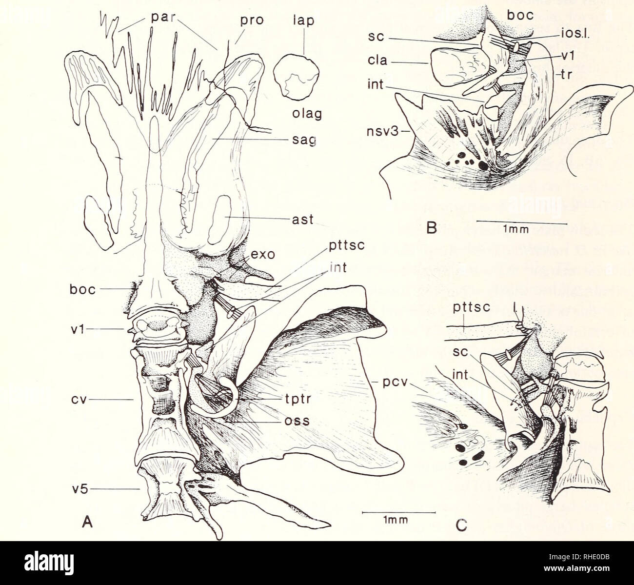 Os suspensorium hi-res stock photography and images - Alamy