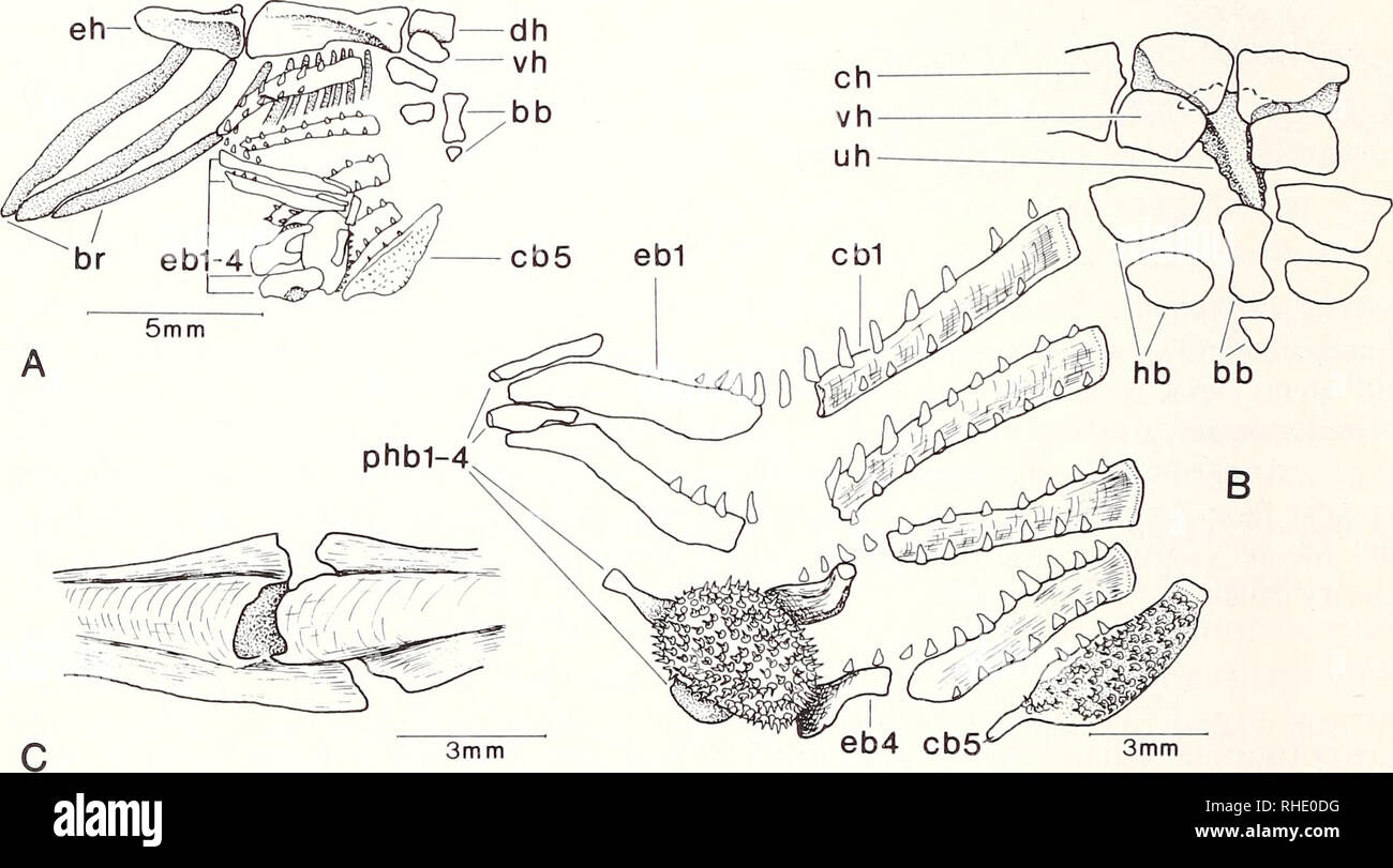 . Bonner zoologische Monographien. Zoology. 56 specimens. There are ...