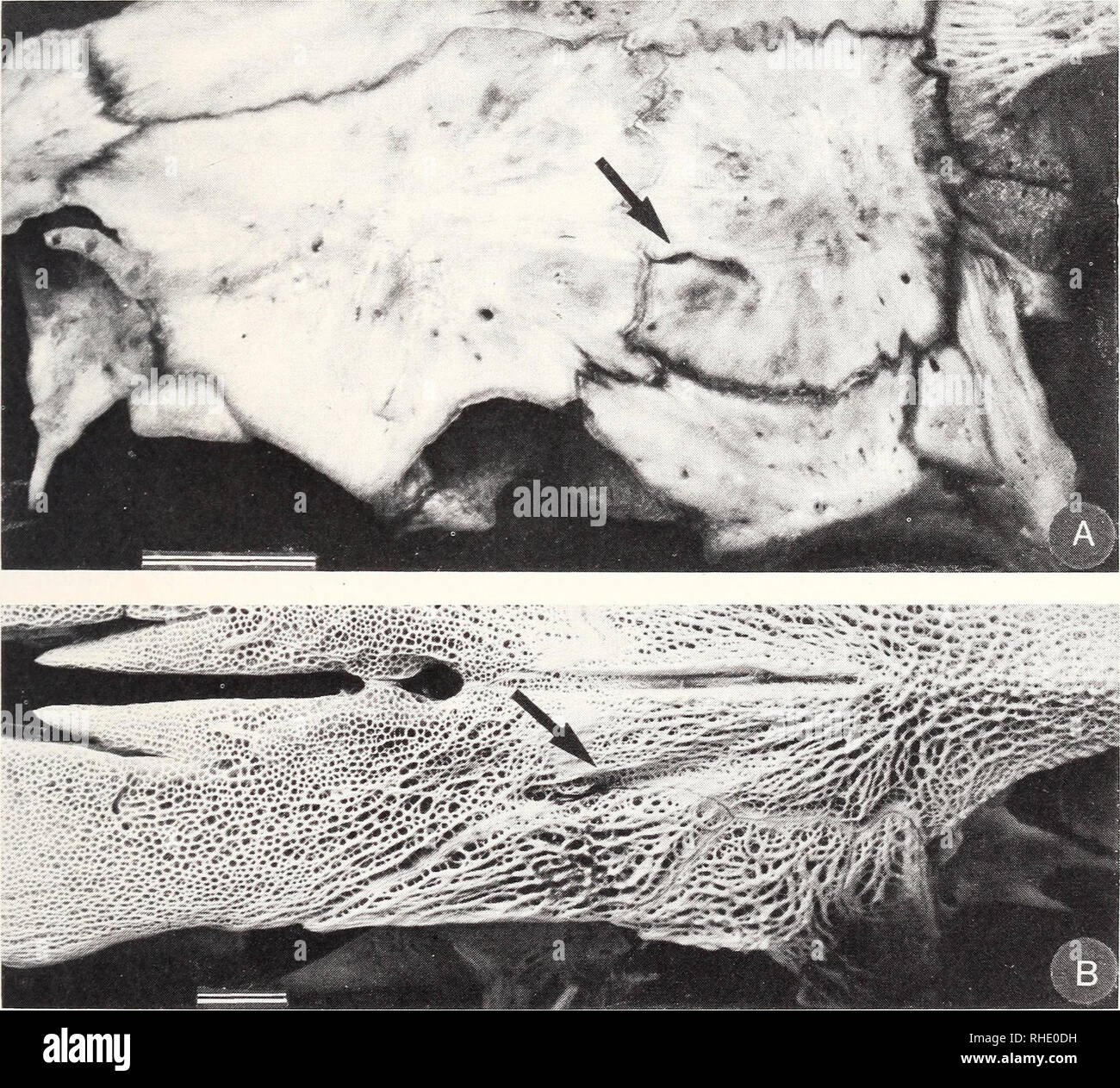 Pitline hi-res stock photography and images - Alamy