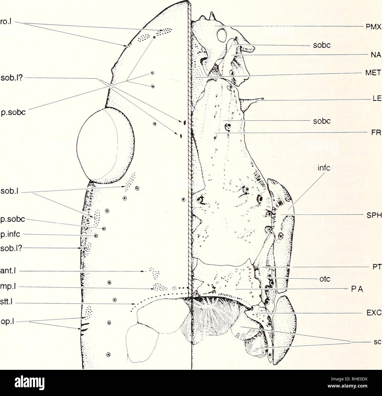 . Bonner zoologische Monographien. Zoology. 76 sensory canal is present ...